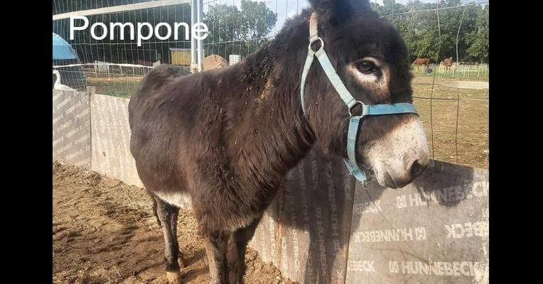 Pompone - Equi-Libre : Droit à la Retraite Equine - Animal Webaction
