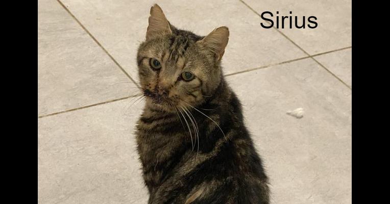 Sirius - APATE - Animal Webaction