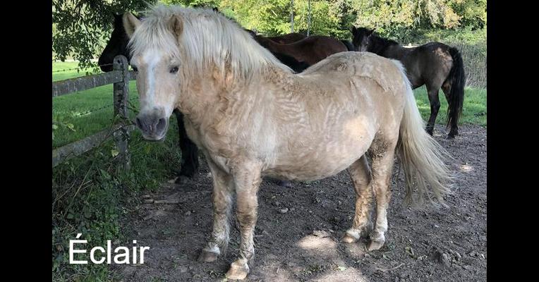 Éclair - Espoir au Galop - Animal Webaction