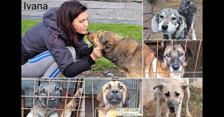SOS North Macedonian stray dogs - Civic Initiative Kane Korzo Skopje ...