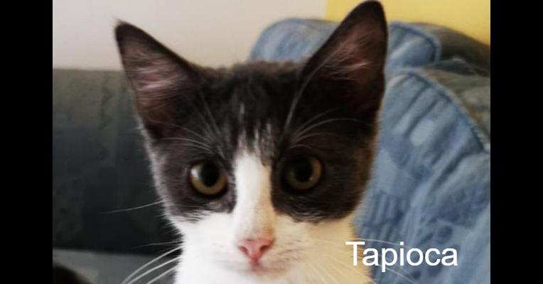 Tapioca - Les Chats Libres de Joinville - Animal Webaction