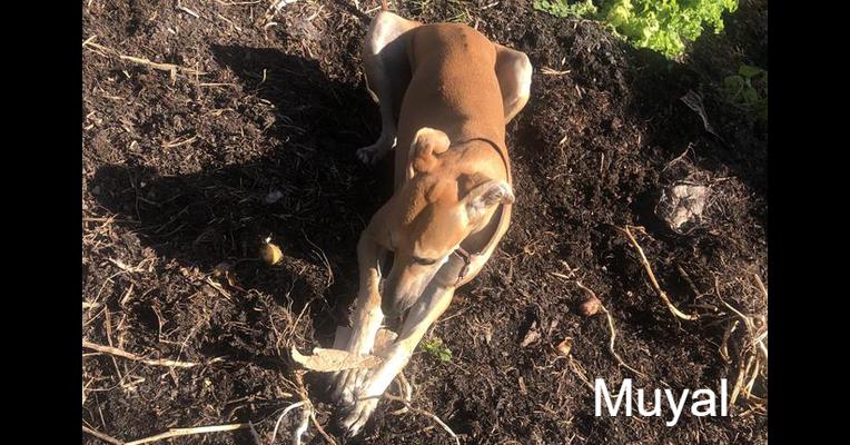 Muyal - Espoir au Galop - Animal Webaction