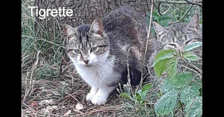 Tigrette - Ecole du Chat Libre de Caillerot - Animal Webaction