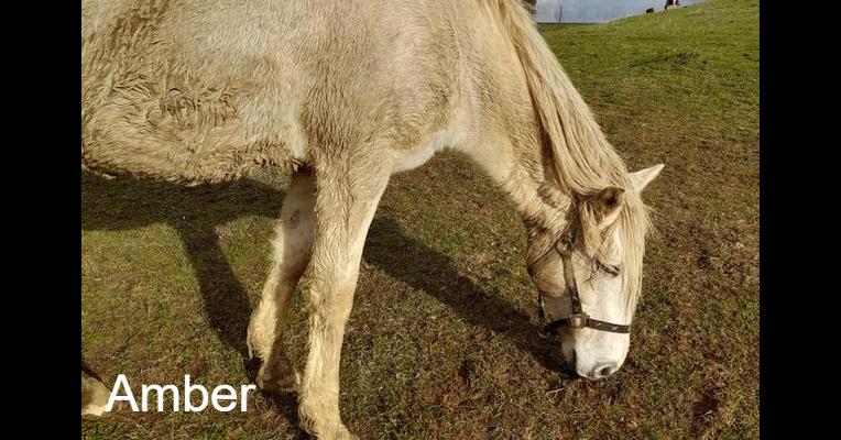 Amber - Mon Rêve en Calèche - Animal Webaction