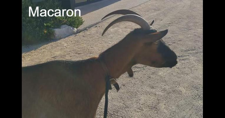 Macaron - Refuge L'éco Sauvetage - Animal Webaction