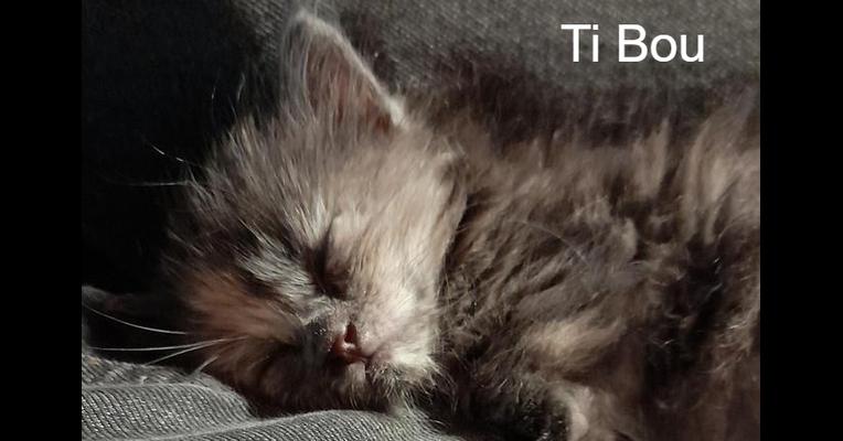 Ti Bou - La Bleue - Animal Webaction