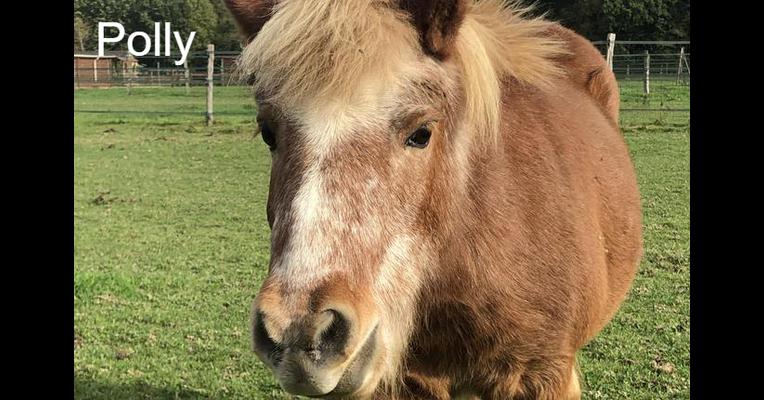 Polly - Les Chevaux d'Elo - Animal Webaction