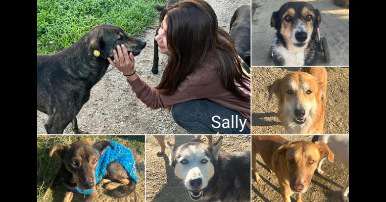 SOS street dogs Morocco - Sanctuaire de la Faune de Tanger (SFT ...