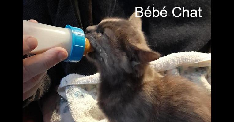 Bébé Chat - La Bleue - Animal Webaction