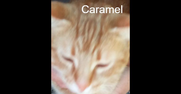 Caramel - 4 Pattes 30 - Animal Webaction