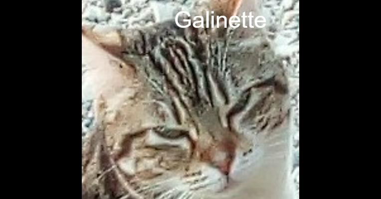 Galinette - 4 Pattes 30 - Animal Webaction