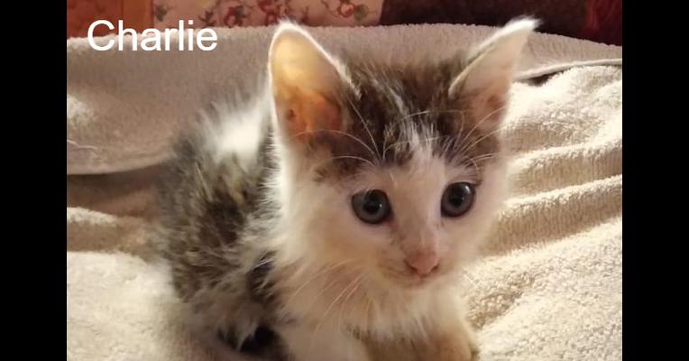 Charlie - ANIMAL ATTITUDE - Animal Webaction