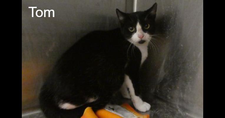 Tom - ANIMAL ATTITUDE - Animal Webaction