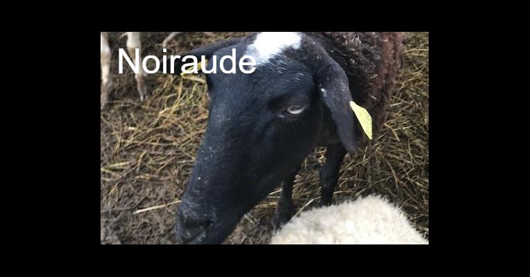 Noiraude - La Ferme des Zanimobiles - Animal Webaction