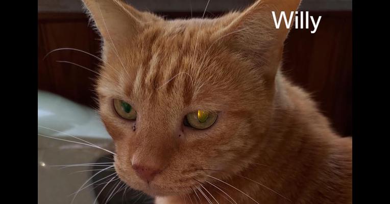 Willy - Chats Grains d'Amour - Animal Webaction