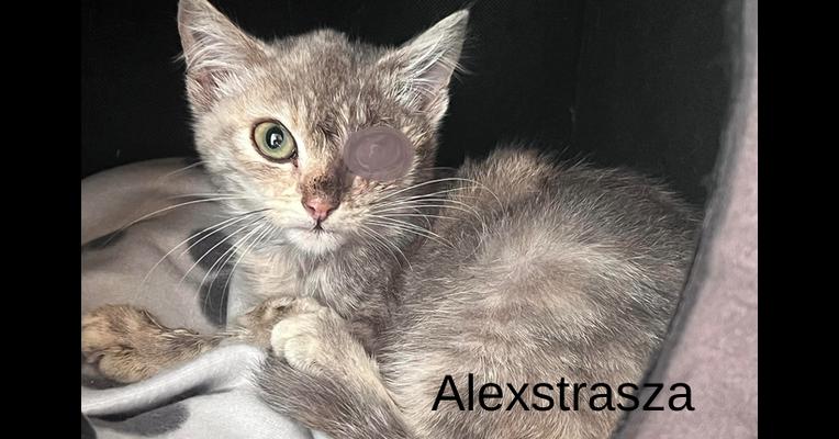 Alexstrasza - Les Chachous de Chacha - Animal Webaction