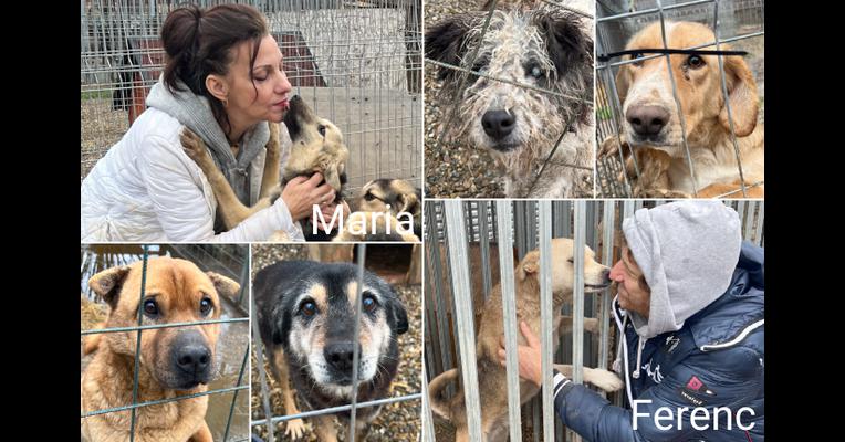 SOS 408 dogs Romania - Innocente - Animal Webaction