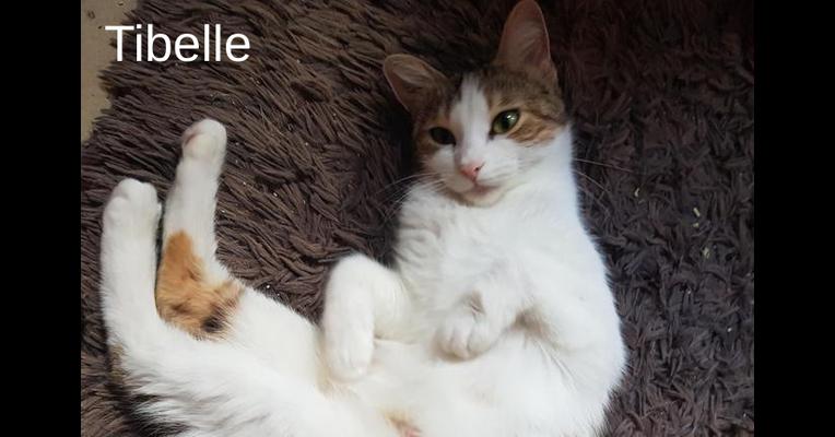 Tibelle - Des Cœurs pour les Pattes du 93 - Animal Webaction