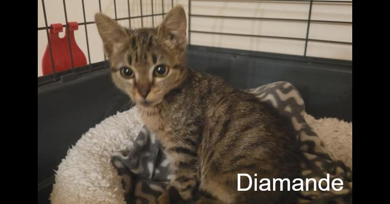 Diamande - SOS Chats en Détresse - Animal Webaction