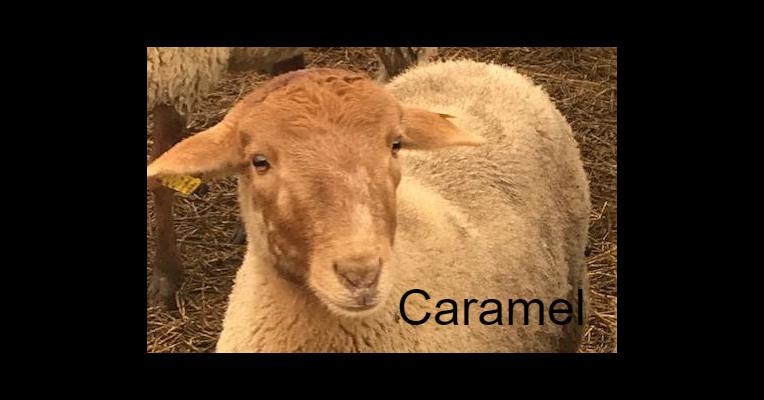 Caramel - La Ferme des Zanimobiles - Animal Webaction