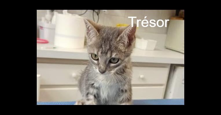 Trésor - Les Chachous de Chacha - Animal Webaction