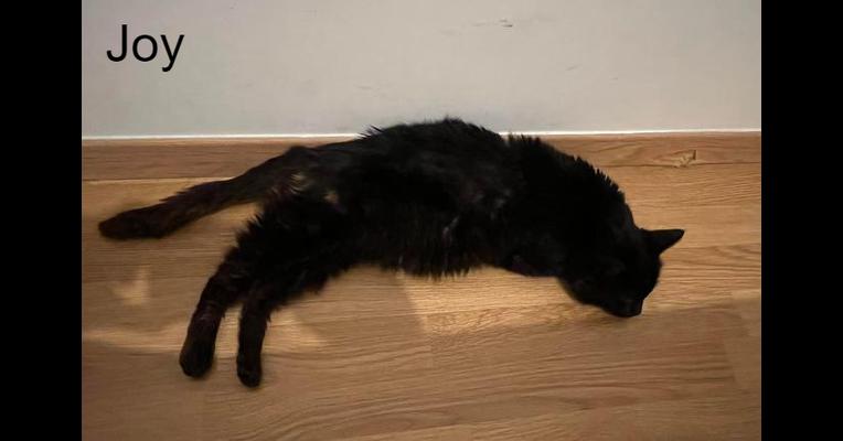 Joy - Les Chachous de Chacha - Animal Webaction