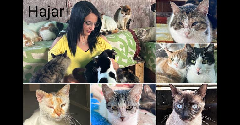 SOS cats Morocco - Hajar Aourz - Animal Webaction