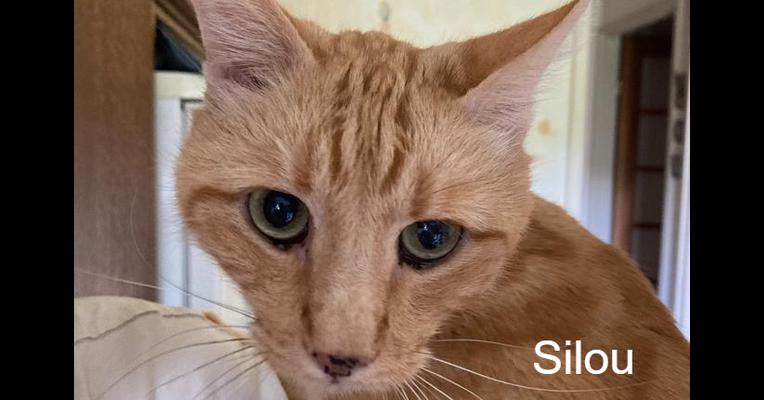 Silou - Les Chachous de Chacha - Animal Webaction