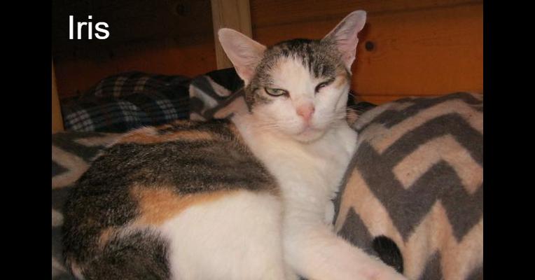 Iris - Au Bonheur des Chats Libres - Animal Webaction