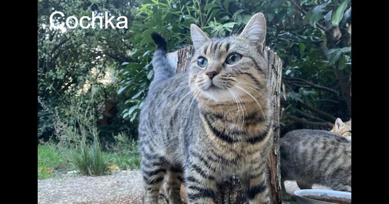 Cochka - Univers Libre - Animal Webaction