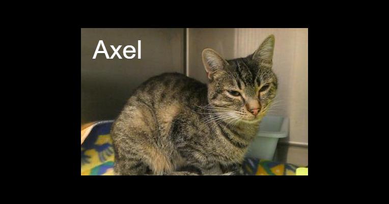 Axel - ANIMAL ATTITUDE - Animal Webaction