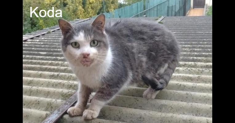 Koda - Association Animaux Errants Economie - Animal Webaction