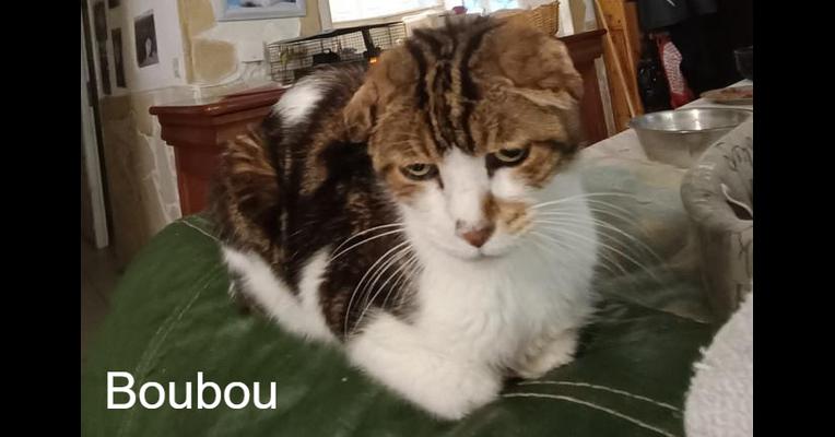 Boubou - Animaux en péril - Animal Webaction