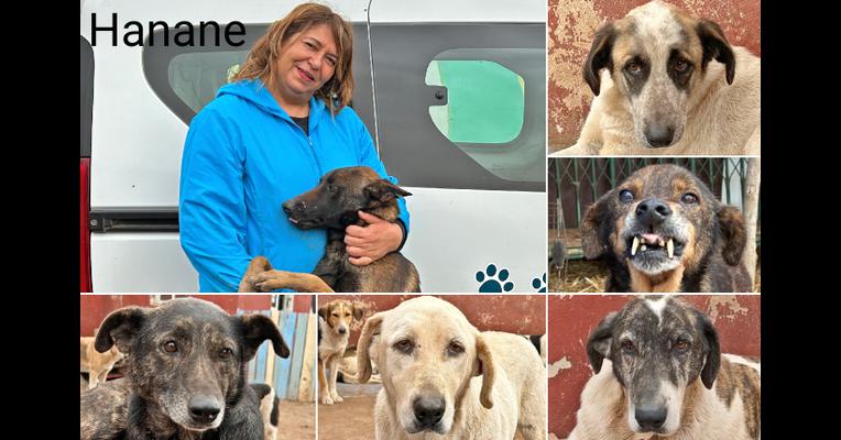 SOS 180 chiens Maroc - AHPPAE - Animal Webaction