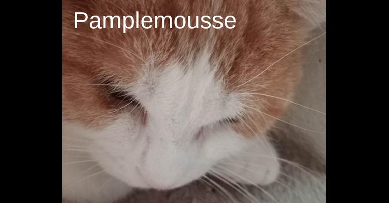 Pamplemousse - Les Chats de la Rue - Animal Webaction