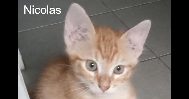 Nicolas - ANIMAL ATTITUDE - Animal Webaction