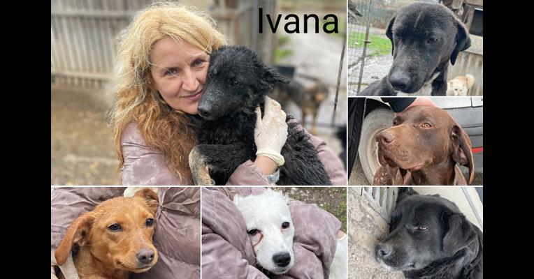SOS 100 dogs Serbia - Ivana Nikolić - Animal Webaction