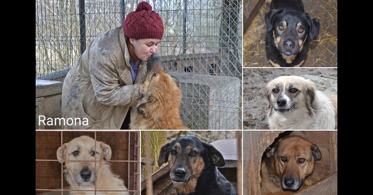 SOS 270 chiens Roumanie - asociatia centrul de formare pentru ...