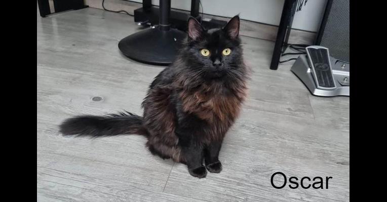 Oscar - Les Chats libres de Calvisson - Animal Webaction