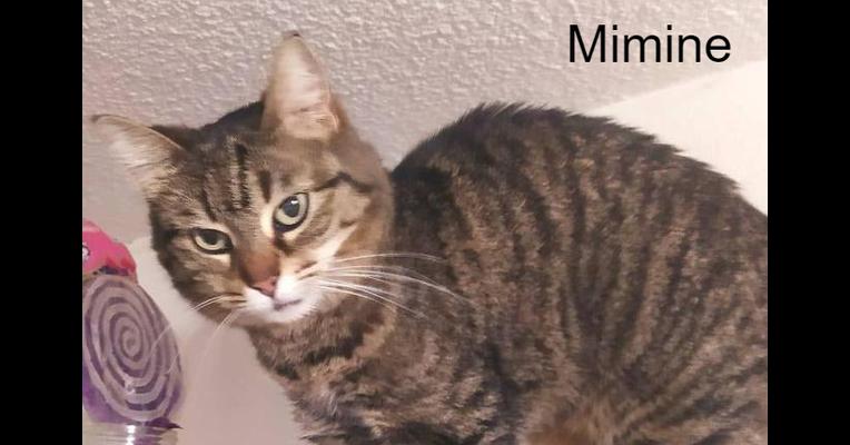 Mimine - Protect Cat - Animal Webaction
