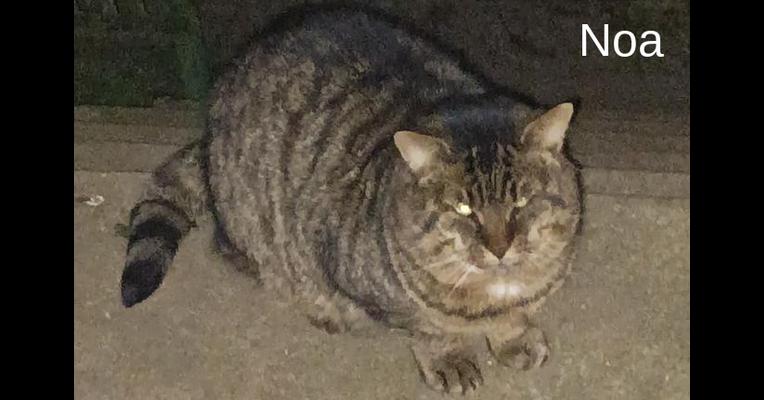 Noa - Association chamaya - Animal Webaction