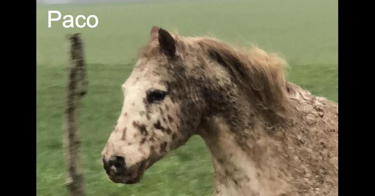 Paco - Les Chevaux d'Elo - Animal Webaction