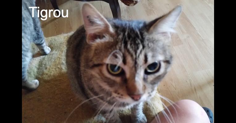 Tigrou - Chats Libres des Hauts Cantons de l'Hérault - Animal Webaction