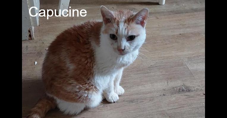 Capucine - Les Chats de Cooper - Animal Webaction