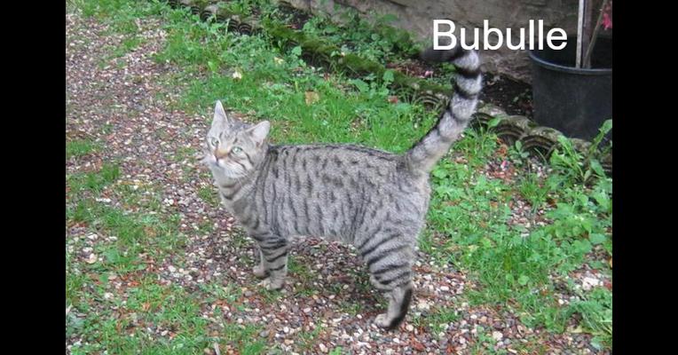 Bubulle - Au Bonheur des Chats Libres - Animal Webaction