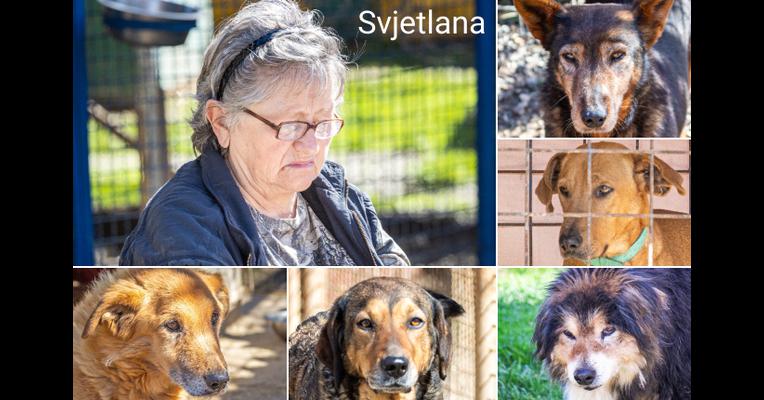 SOS 140 chiens Bosnie - Azil za pse"Poslednja oaza" - Animal Webaction