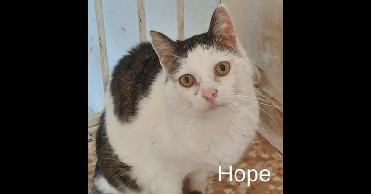 Hope - L'Arche de la Gazelle - Animal Webaction