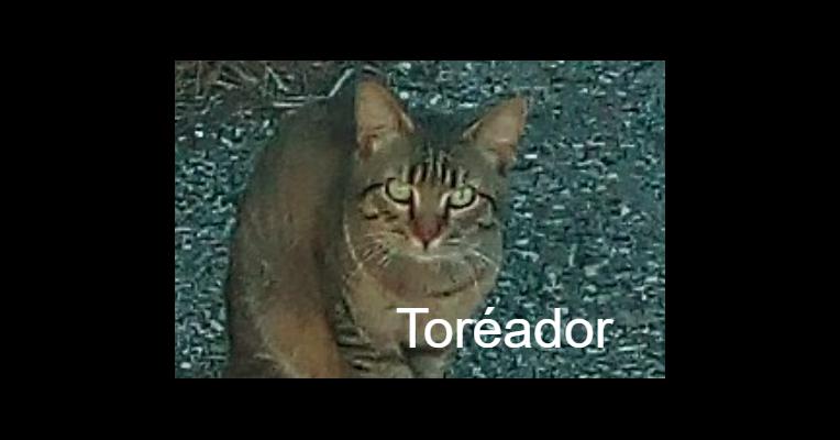 Toréador - 4 Pattes 30 - Animal Webaction