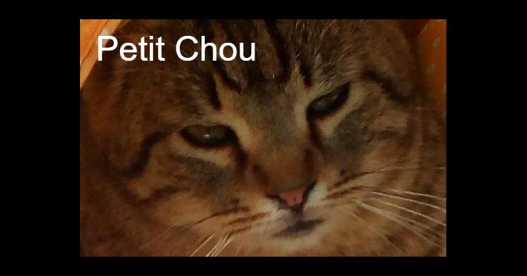 Petit Chou - 4 Pattes 30 - Animal Webaction