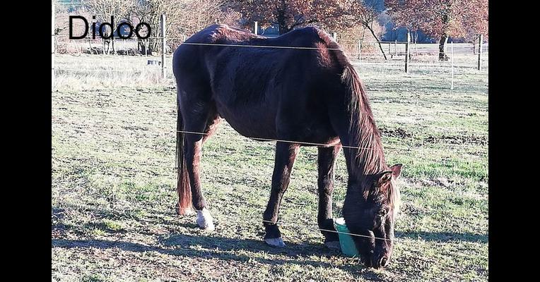 Didoo - Mon Rêve en Calèche - Animal Webaction